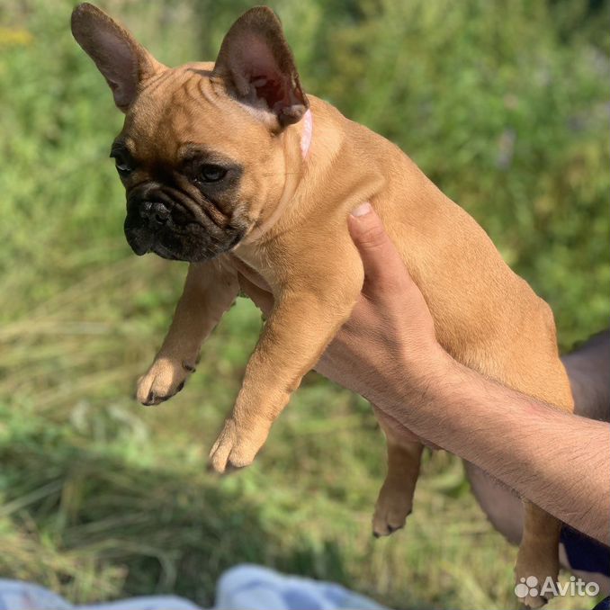 Французский бульдог Плюшечка