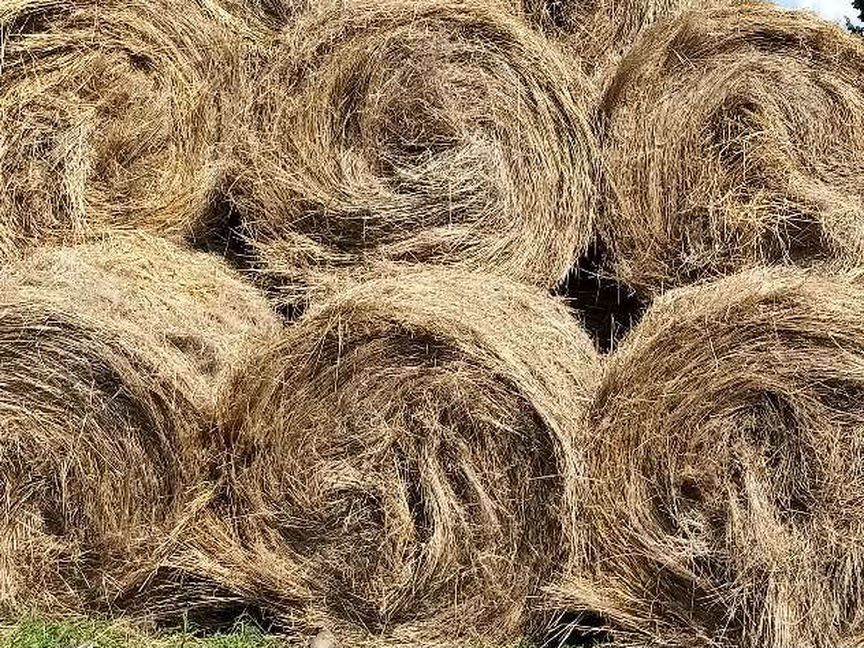 Сено степное в рулонах 2023