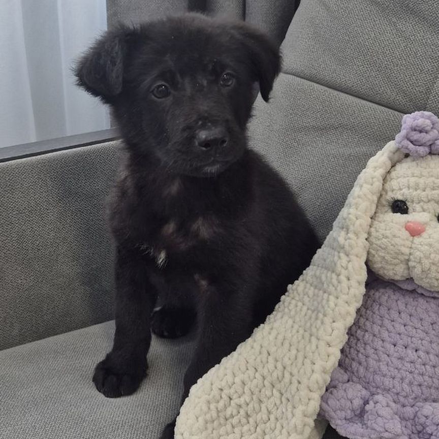 Щенок в добрые руки