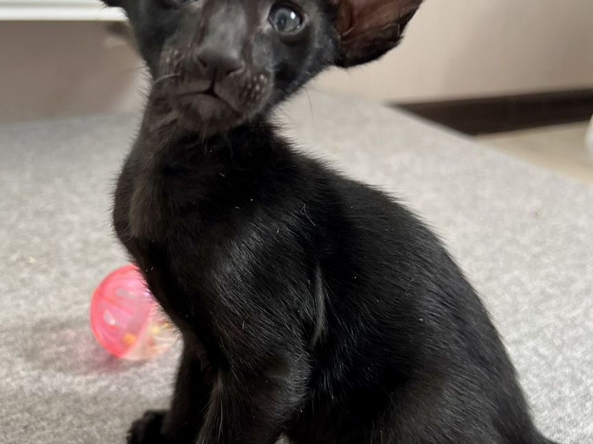 Ориентальный котенок. Кот