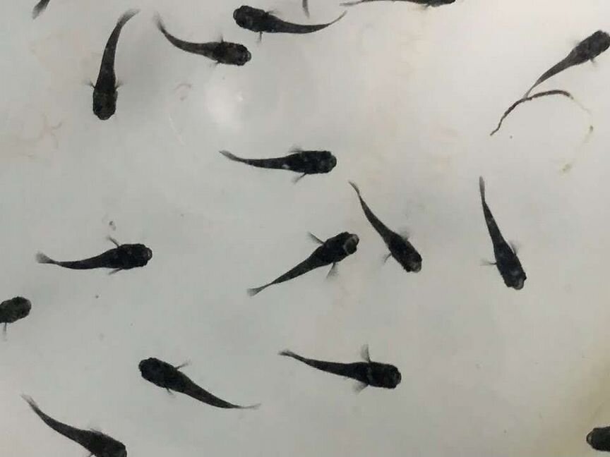 Аквариумные рыбки