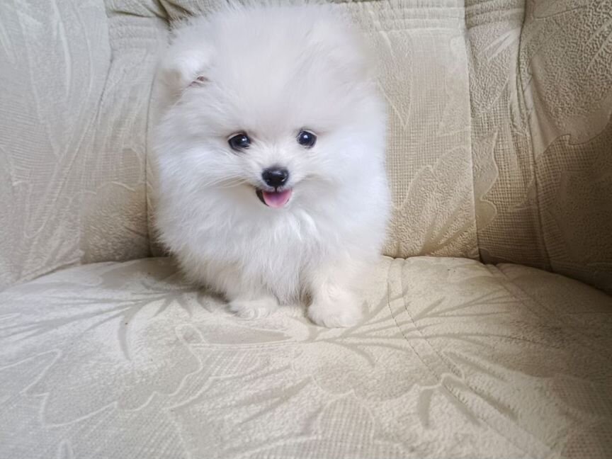 Девочка померанского шпица