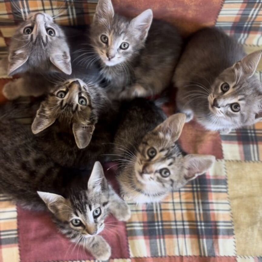 Котята, отдам даром)