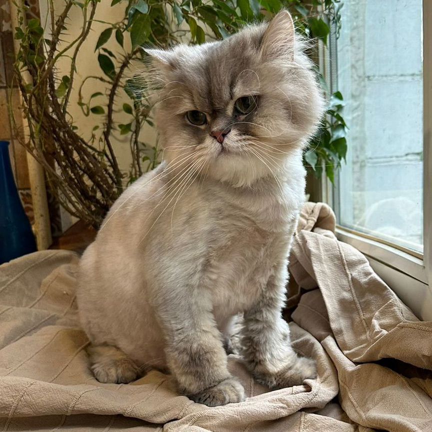 Британская длинношерстная шиншилла