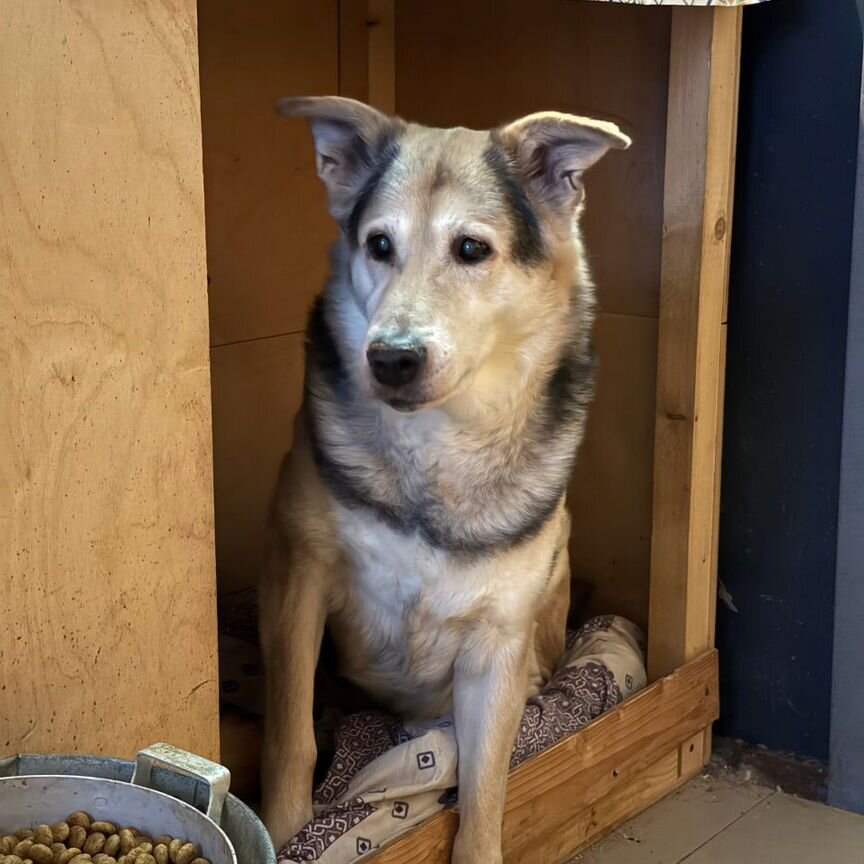 Взрослый пёс в добрые руки