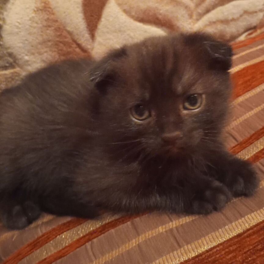 Шотландский вислоухий короткошёрстный котёнок