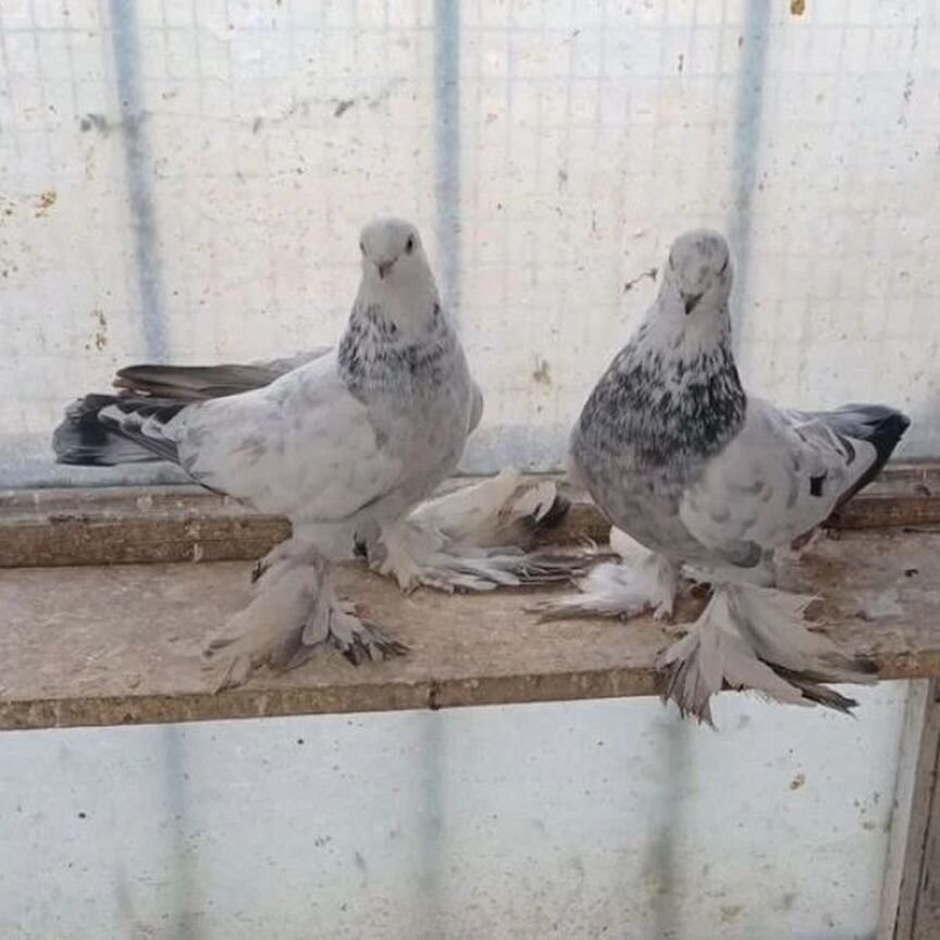 Голуби азиаты