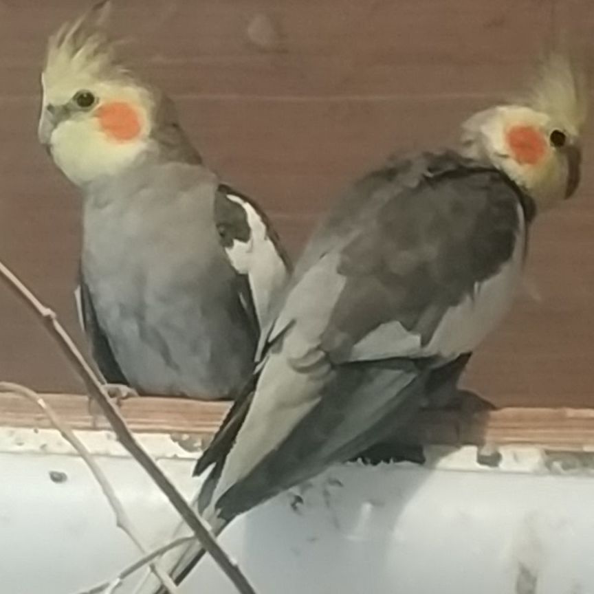 Продаются Кореллы