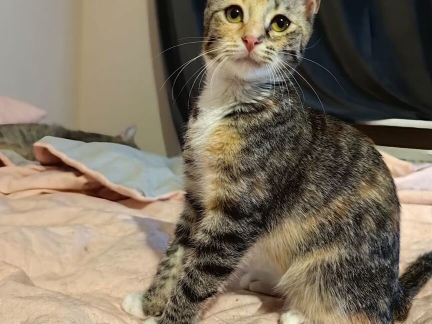 Котенок Изольда