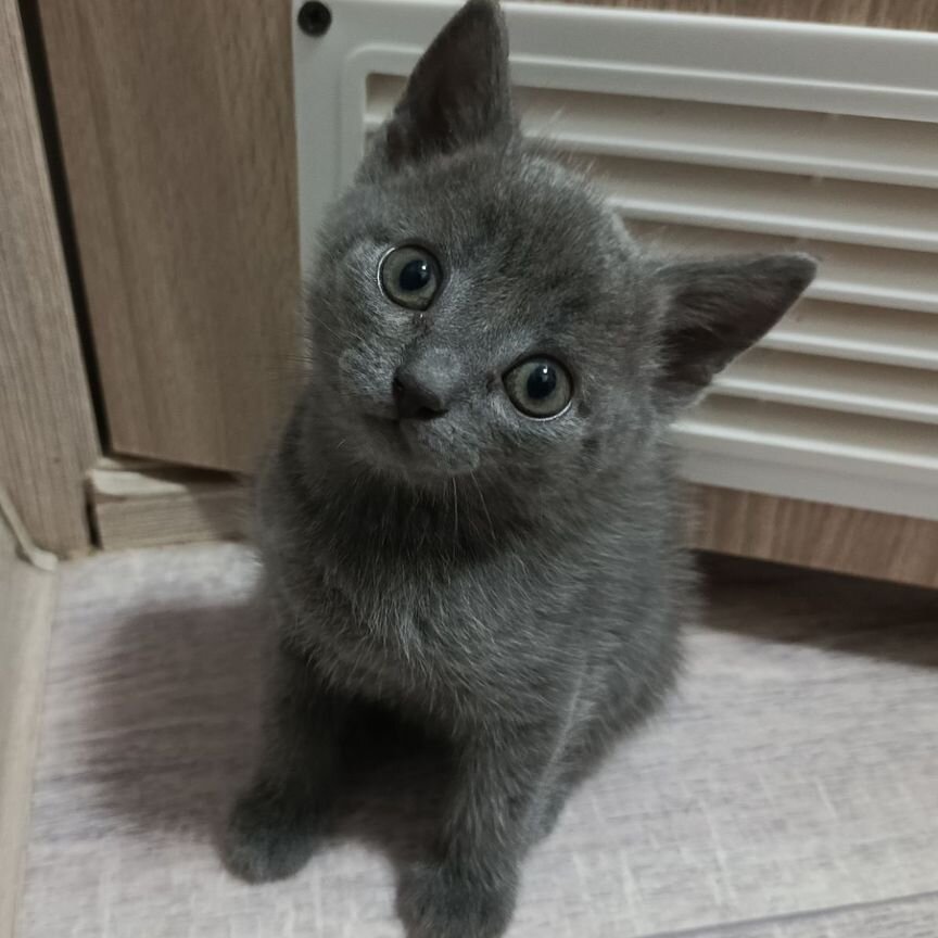 Британские котята