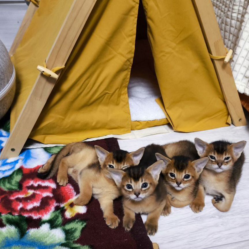 Абиссинский котёнок