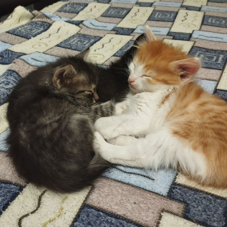 Котята в добрые руки