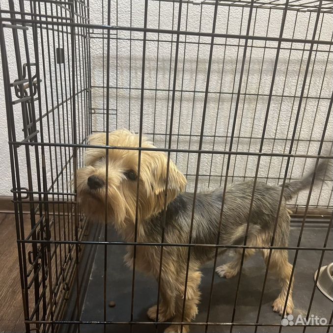 Собака йоркширский терьер отдам в хорошие руки