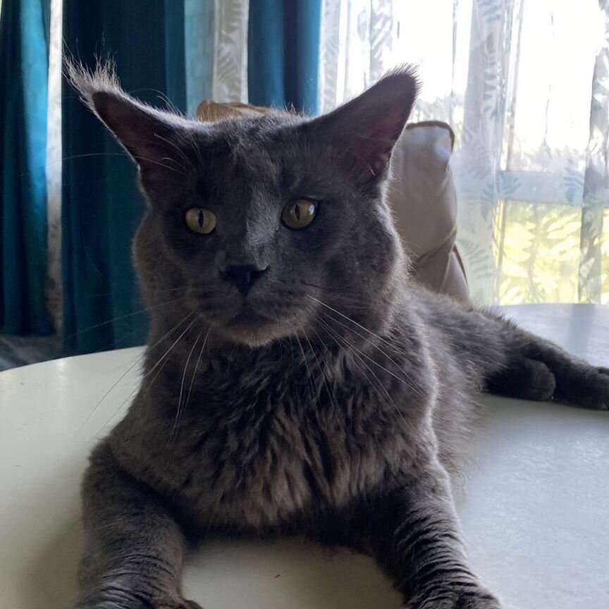 Вязка мейн-кун полидак