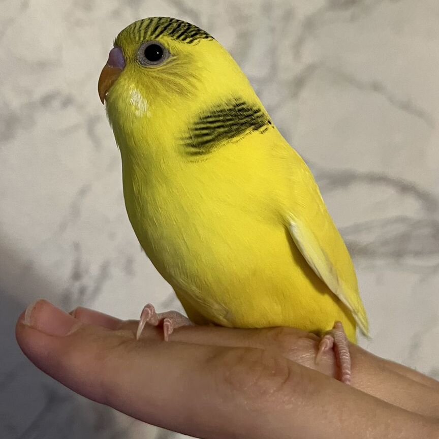 Попугай волнистый, птенец