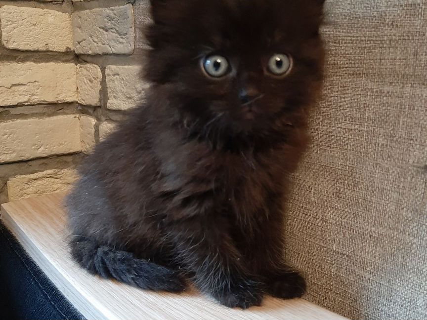 Котенок ищет дом