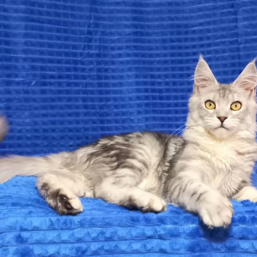 Котик шадет линии