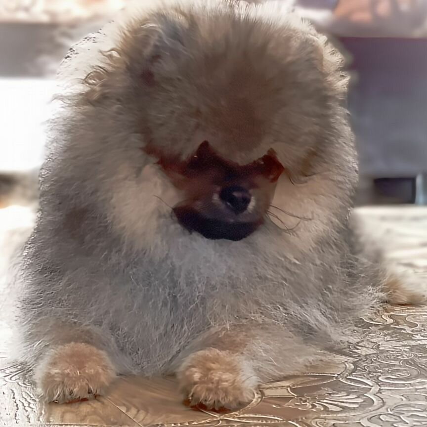 Померанский шпиц, щенок
