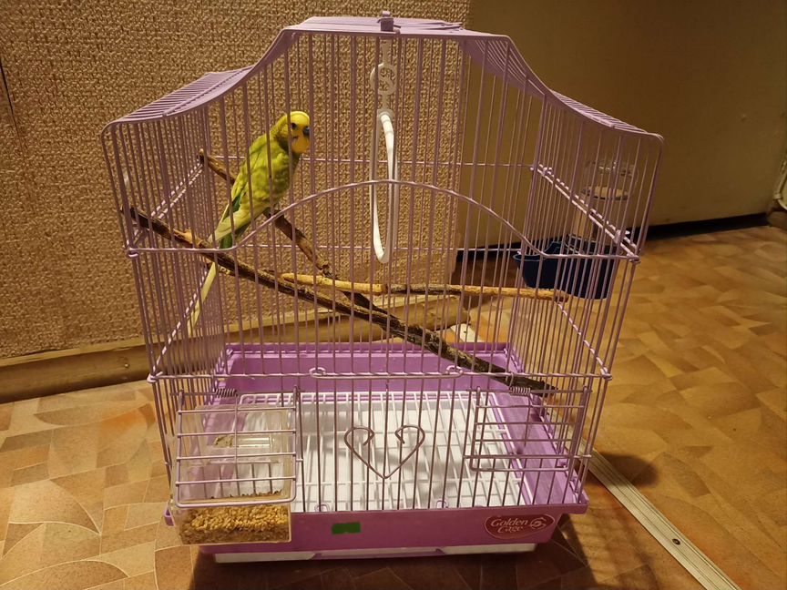 Отдам в добрые руки попугая