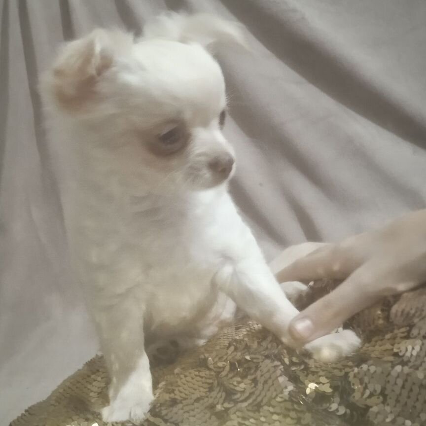 Чихуахуа, щенок