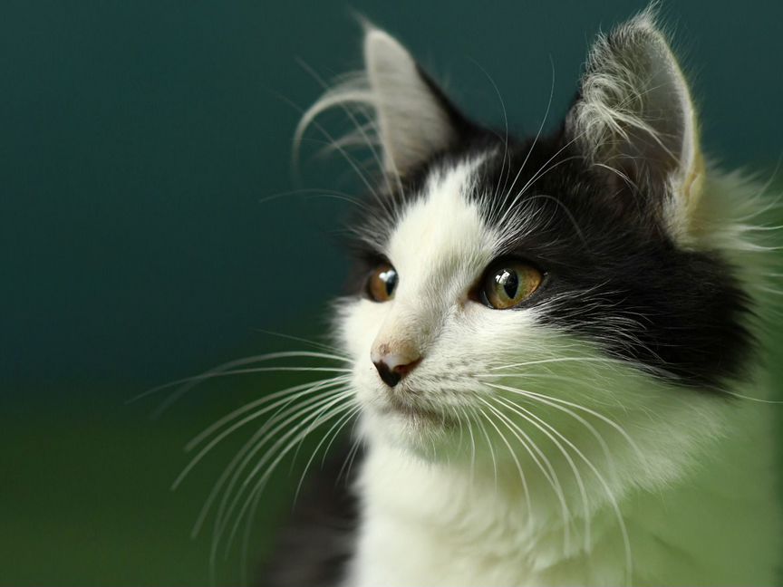 Котёнок Нюша ищет семью