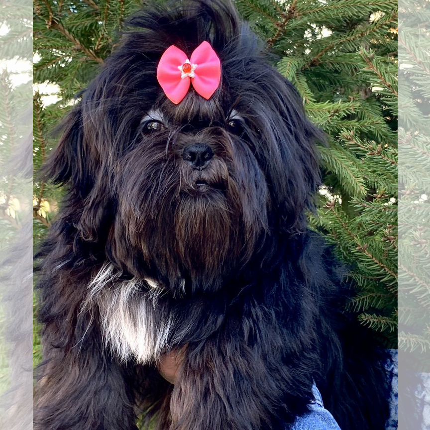 Ши-тцу, щенок