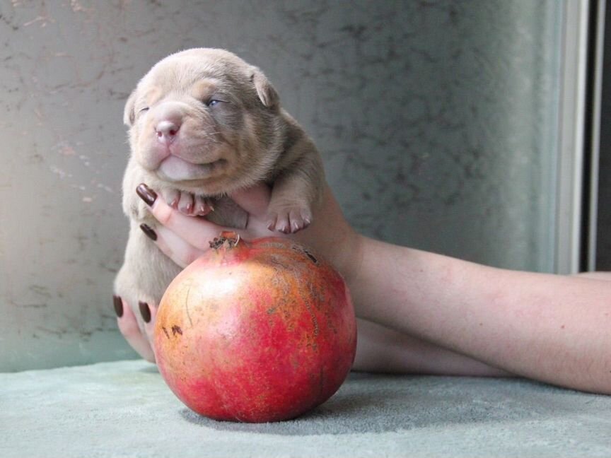 Щенки американского булли