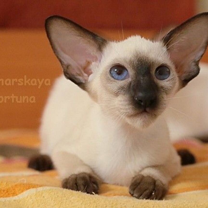 Котята из питомника