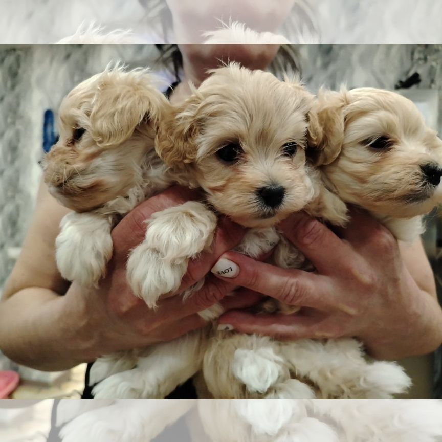 Мальтипу ф1 мини