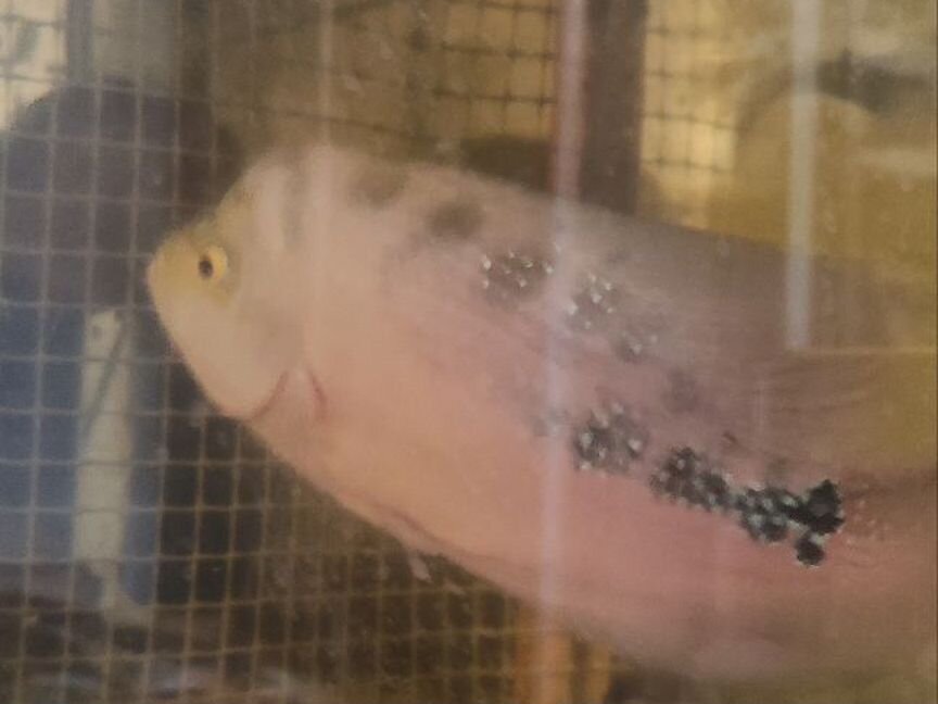 Аквариумная рыбка Флауэр-хорн