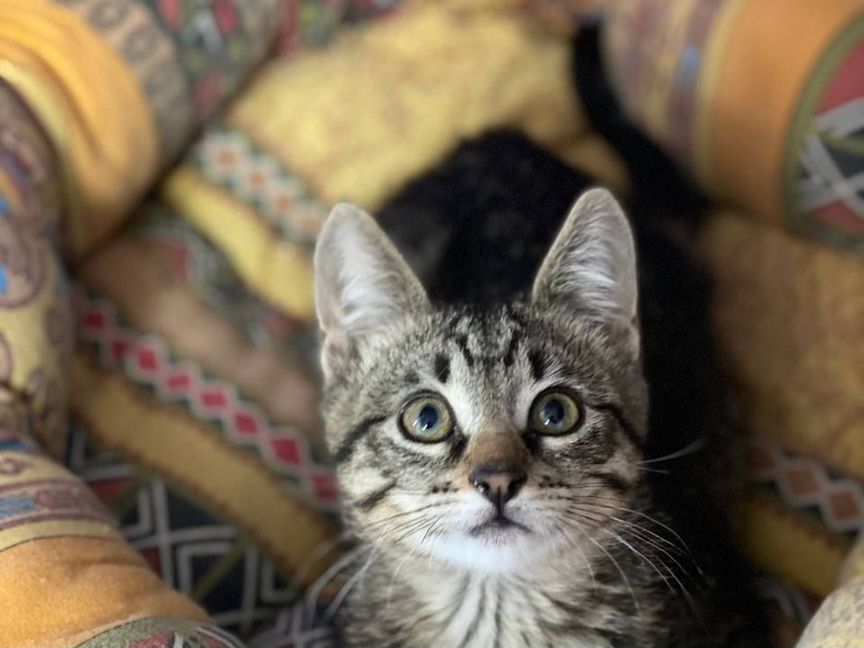 Котенок в добрые руки бесплатно