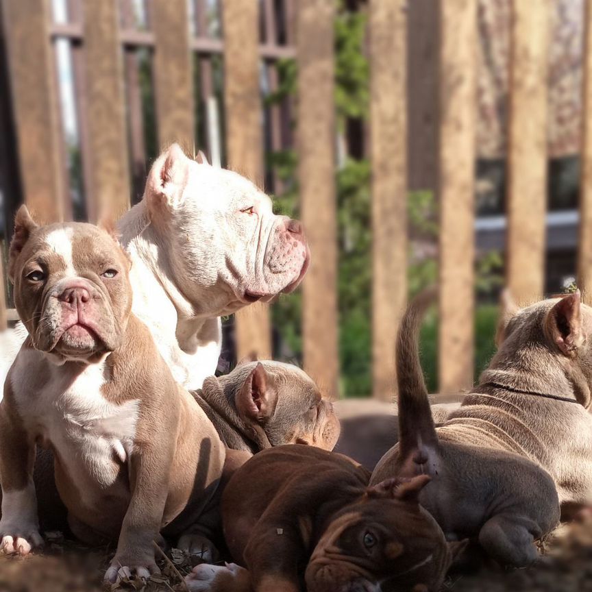 Американский булли покет