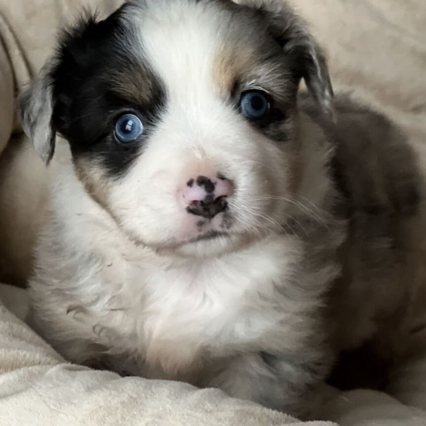 Миниатюрная американская овчарка, щенок