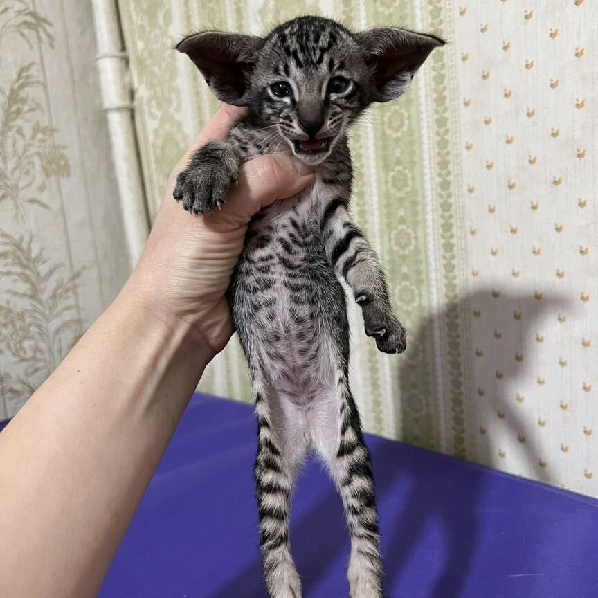 Ориентальные котята экстрим