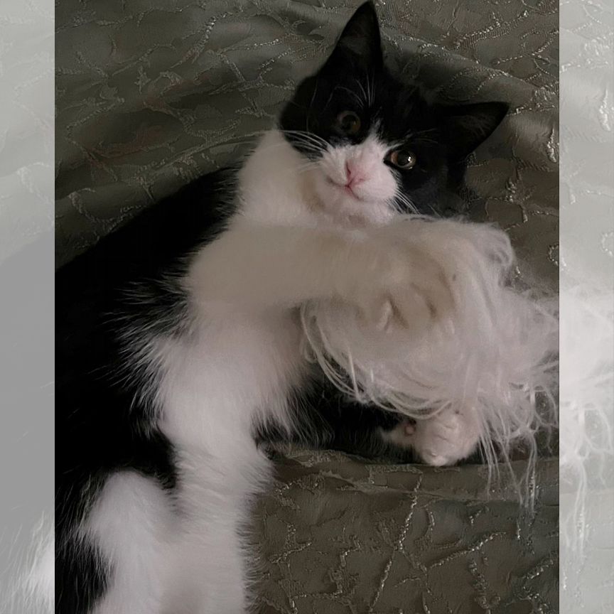 Котёнок в добрые руки