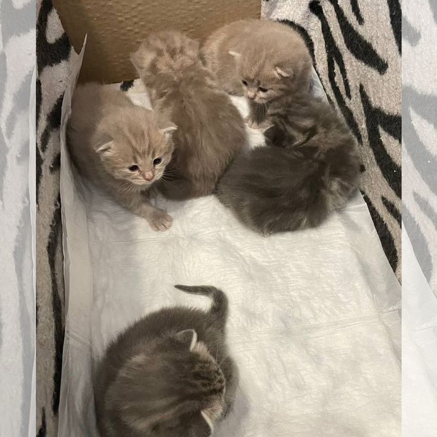 Шотландские вислоухие котята