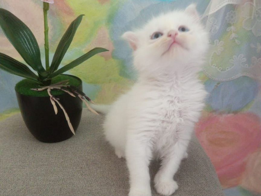 Котята