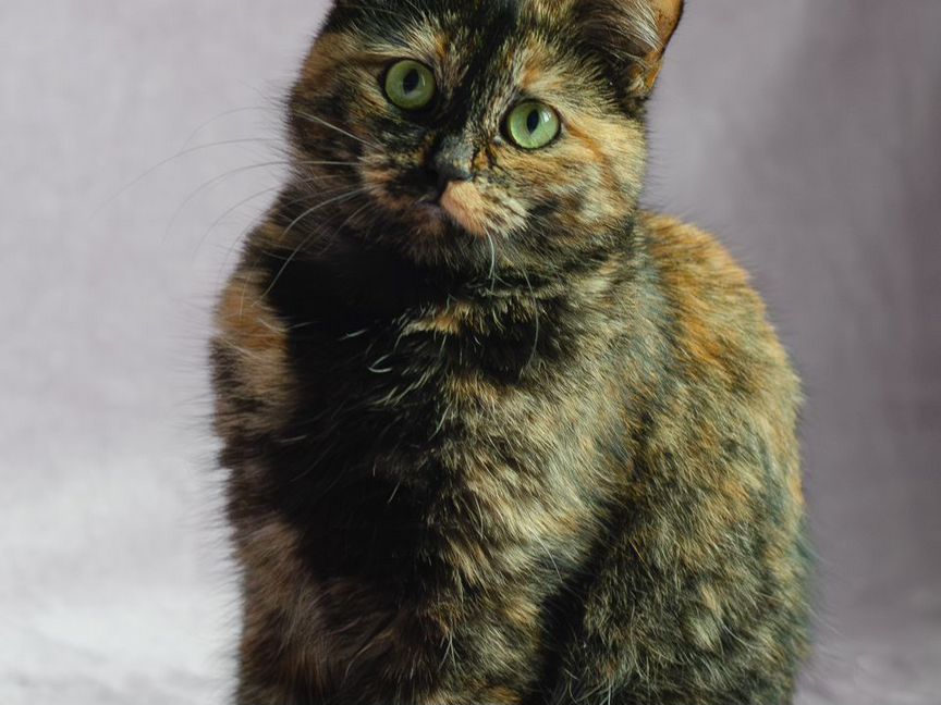 Котенок Веснушка в добрые руки