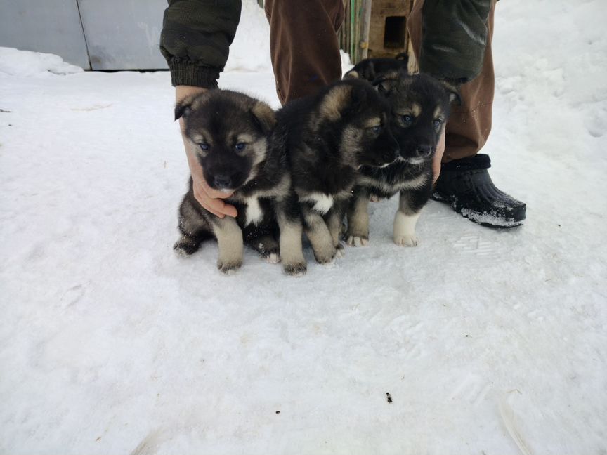 Щеночки в добрые руки