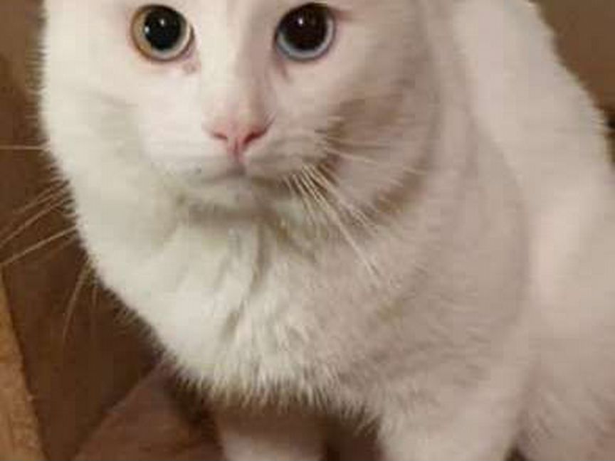 Турецкая ангора