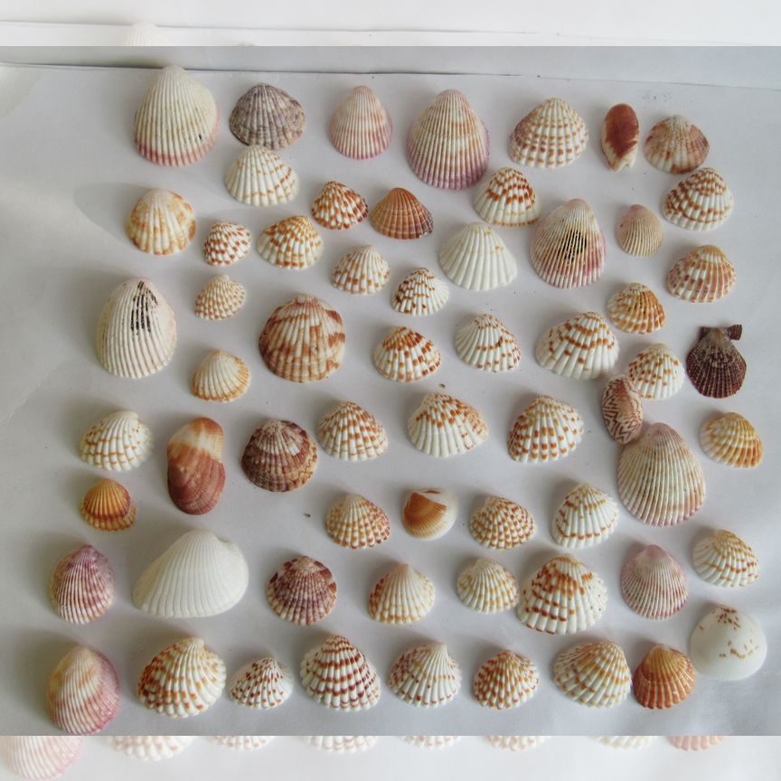 Ракушки морские набор