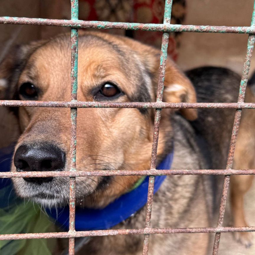 Взрослая собака в добрые руки