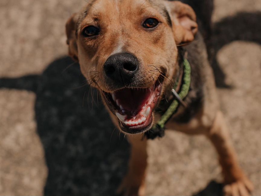 Персик ищет дом