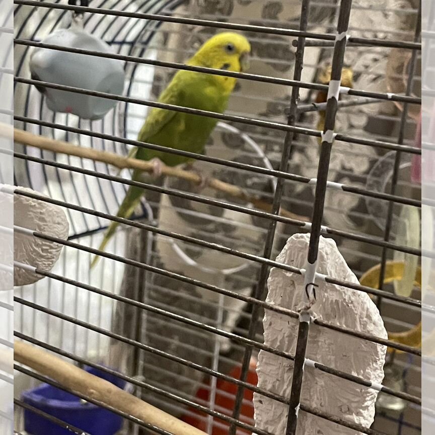 Волнистый попугай