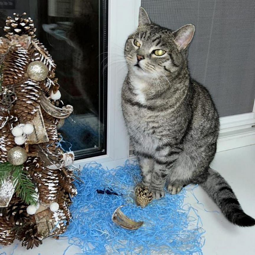 Кошка девочка