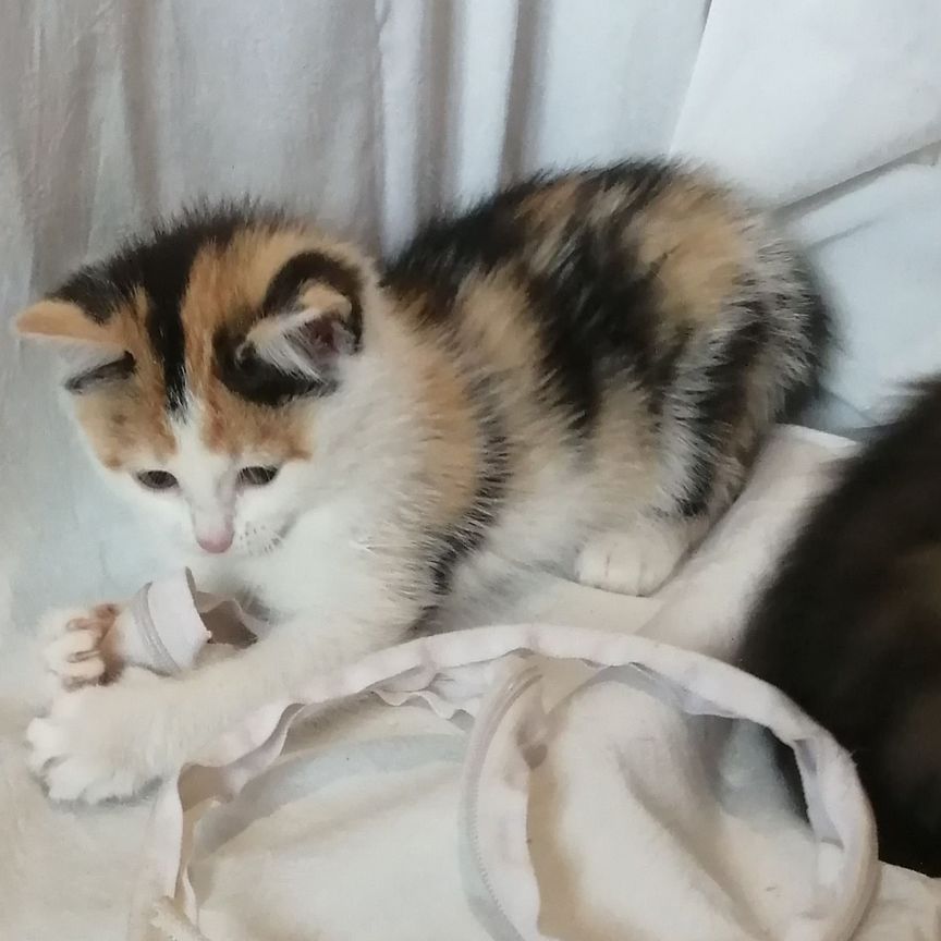 Котята