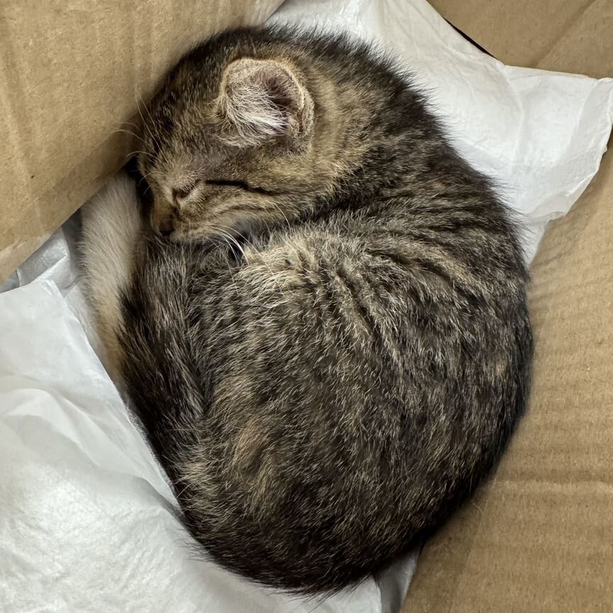 Котята в добрые руки бесплатно девочка