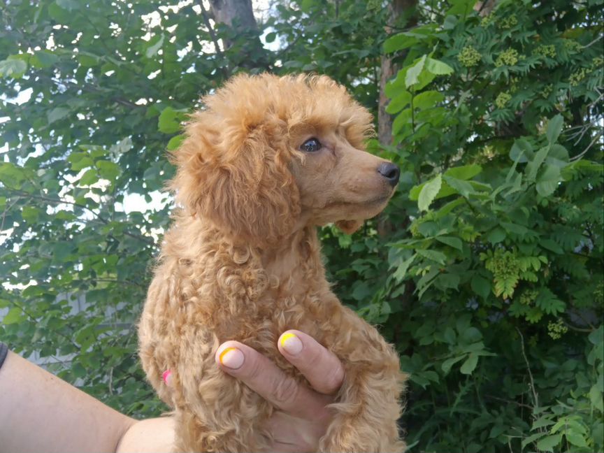 Той-пудель девочка