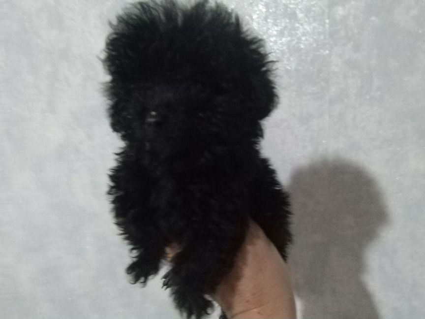 Той пудель мини