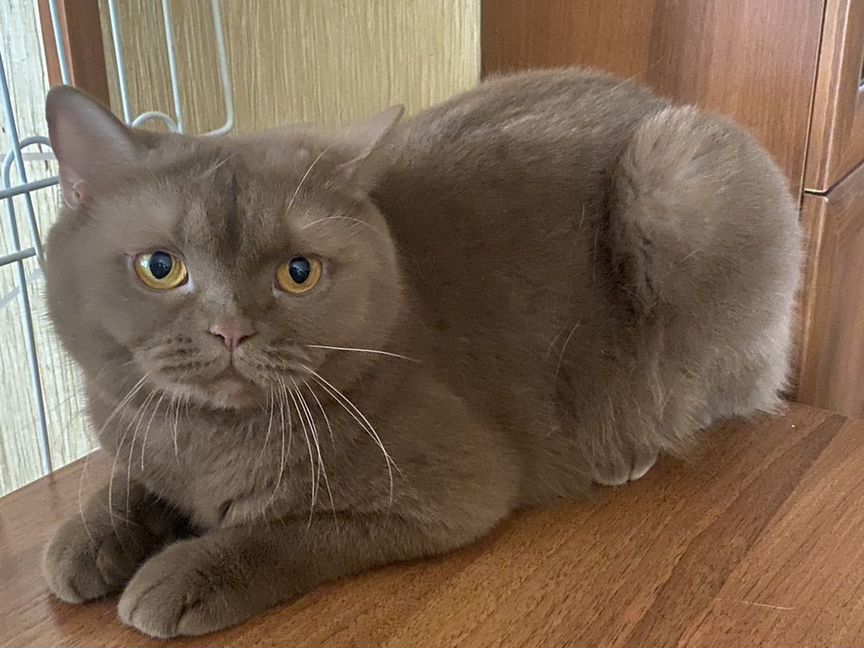 Британская кошка 3 года